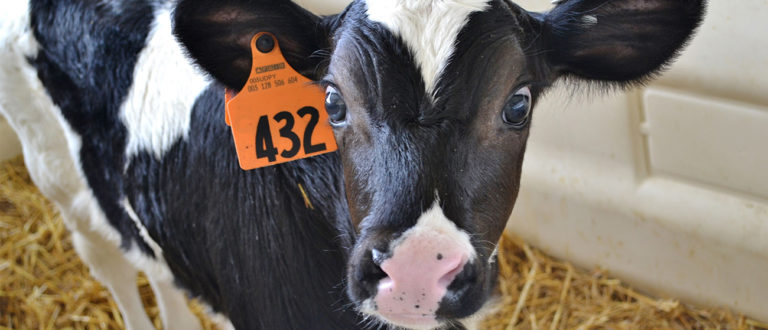 Immucell – Immediate Immunity™