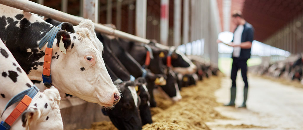 Immucell – Immediate Immunity™